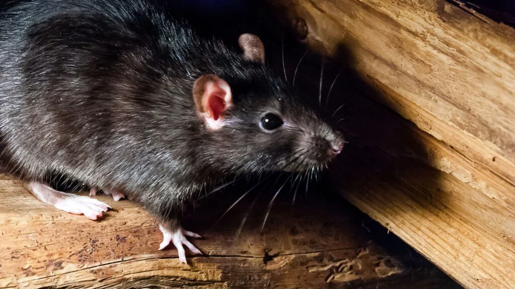 Black Rat vs. Brown Rat: Key Differences | TriGuard Pest Control