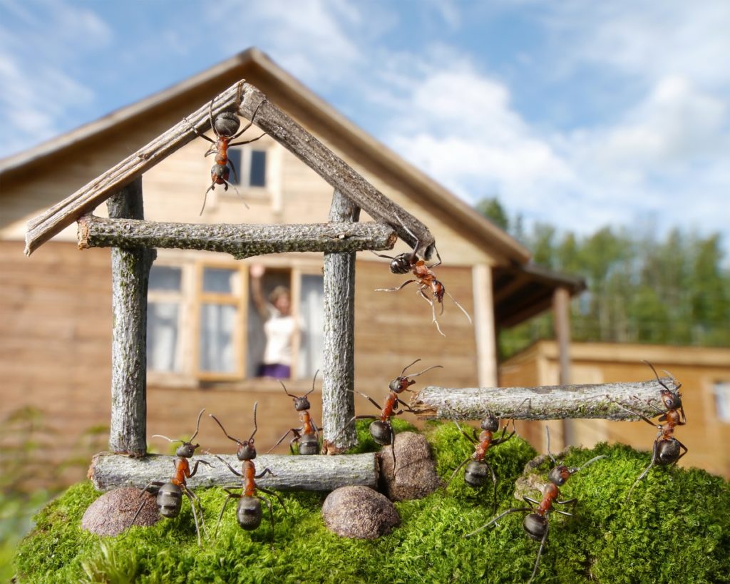 Blog - TriGuard Pest Control