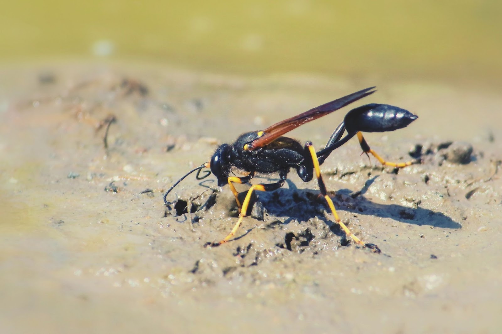 Do Mud Daubers Sting? | TriGuard Pest Control